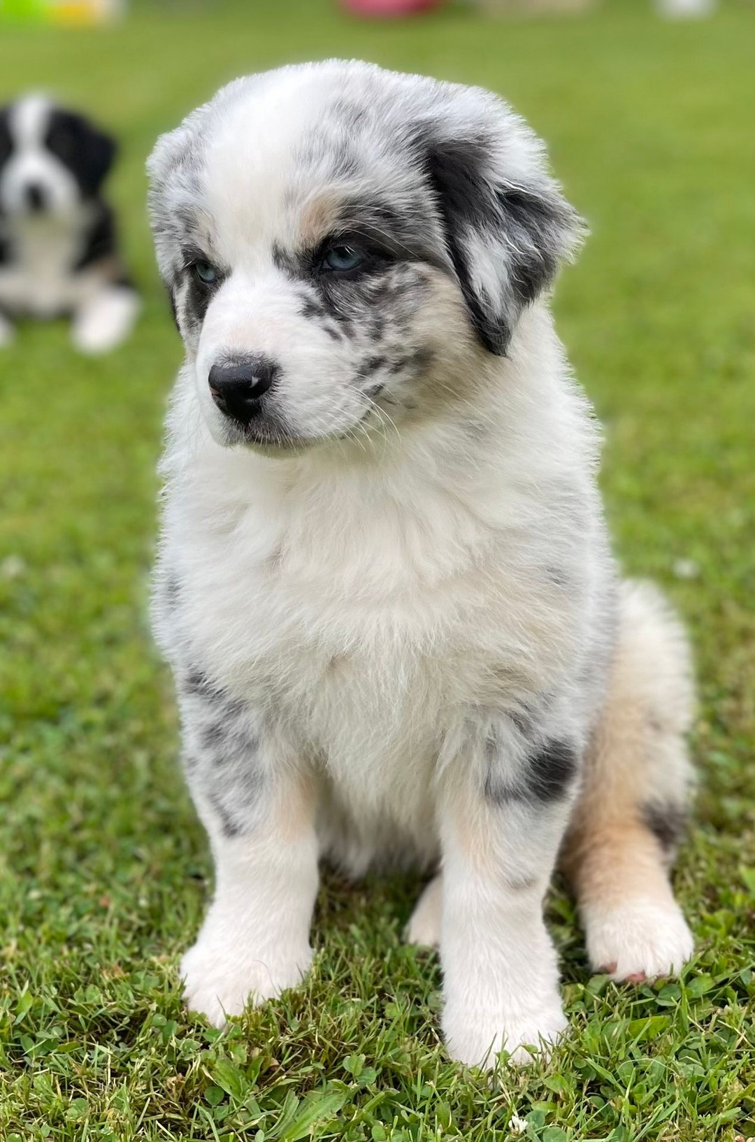 Discover Your Perfect Australian Shepherd Companion
