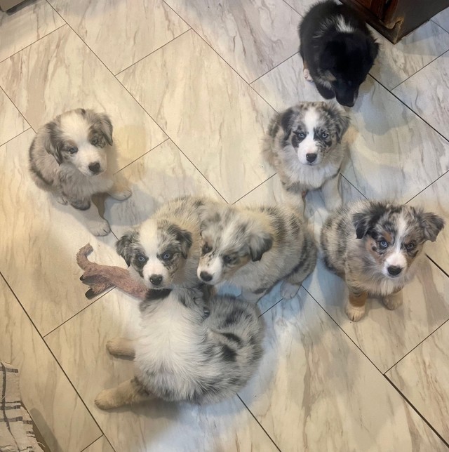 Discover Your Perfect Australian Shepherd Companion